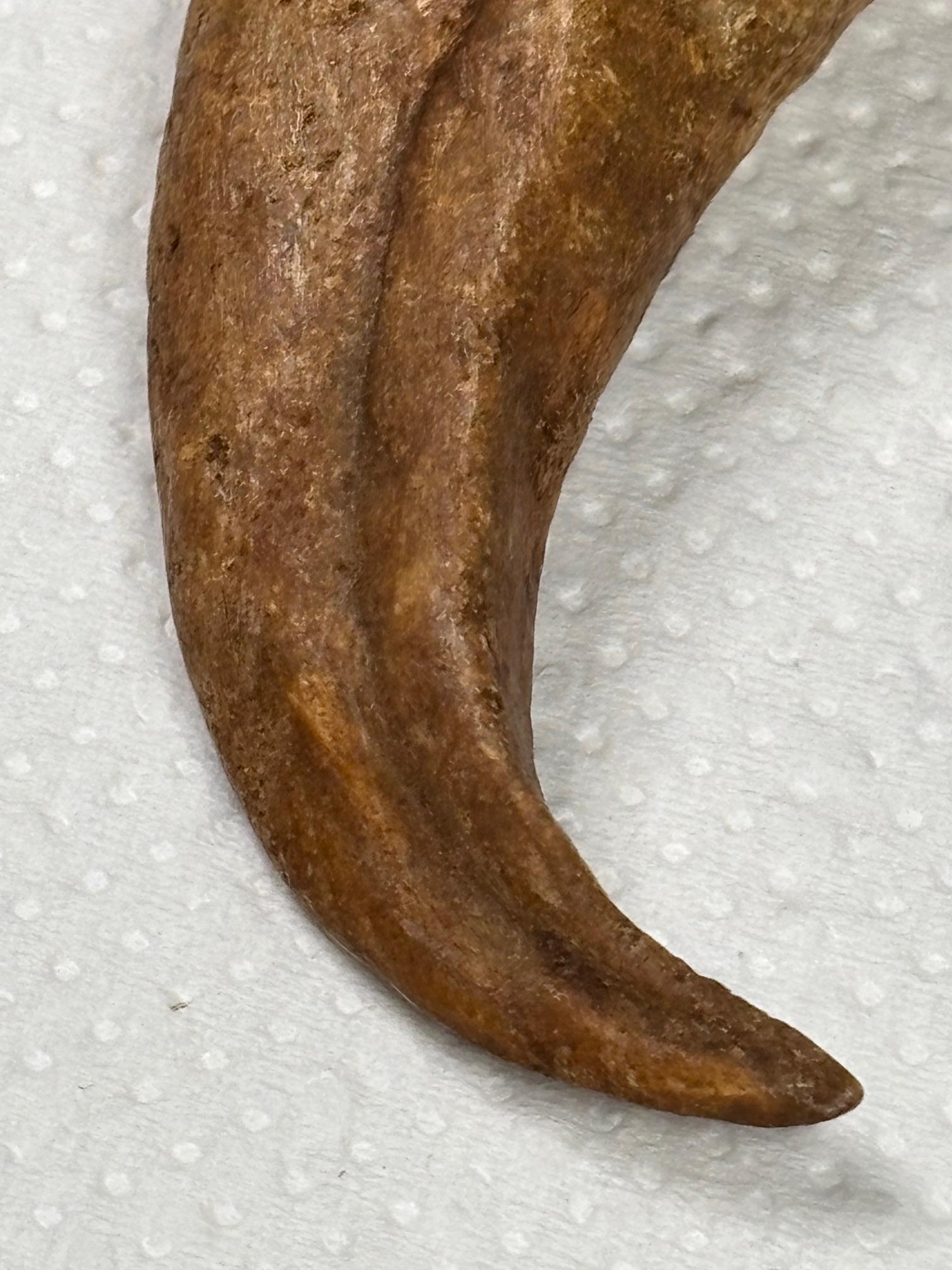 Carcharodontosaurus Hand Claw Large Approx. 6.5 Cm, With Certificate ...