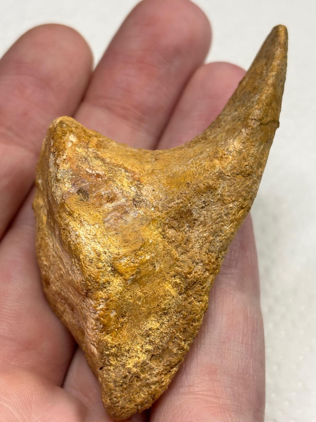 Carcharodontosaurus Hand Claw Large Approx. 7 Cm, With Certificate ...