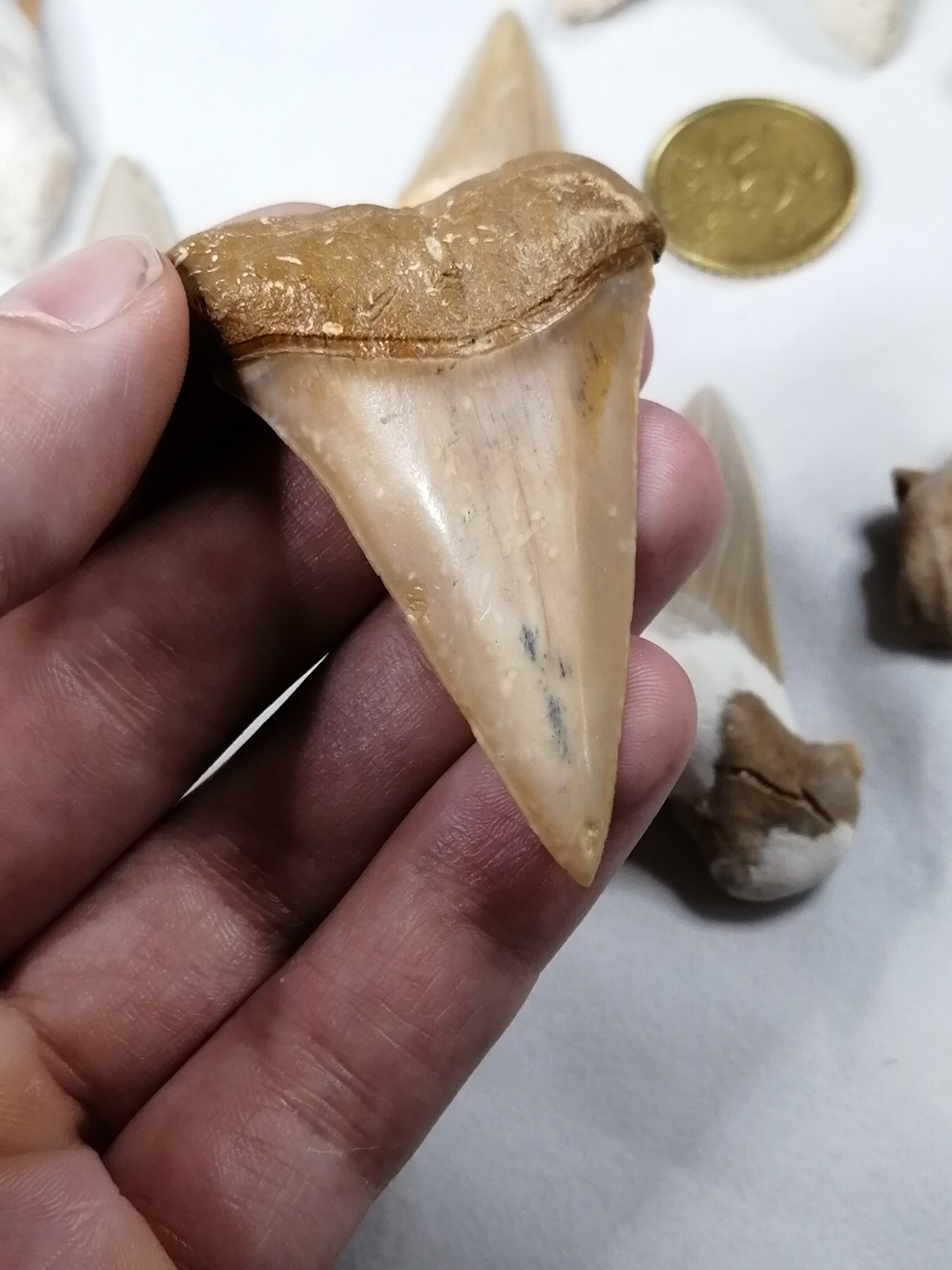 Petrified Shark Tooth With Approx. 7 Cm, Morocco Otodus Obliquus ...