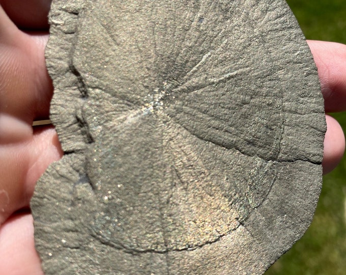 Pyrite Sun: RARE Limited Stock 189 Gram Round Flat Sparkling Pyrite ...