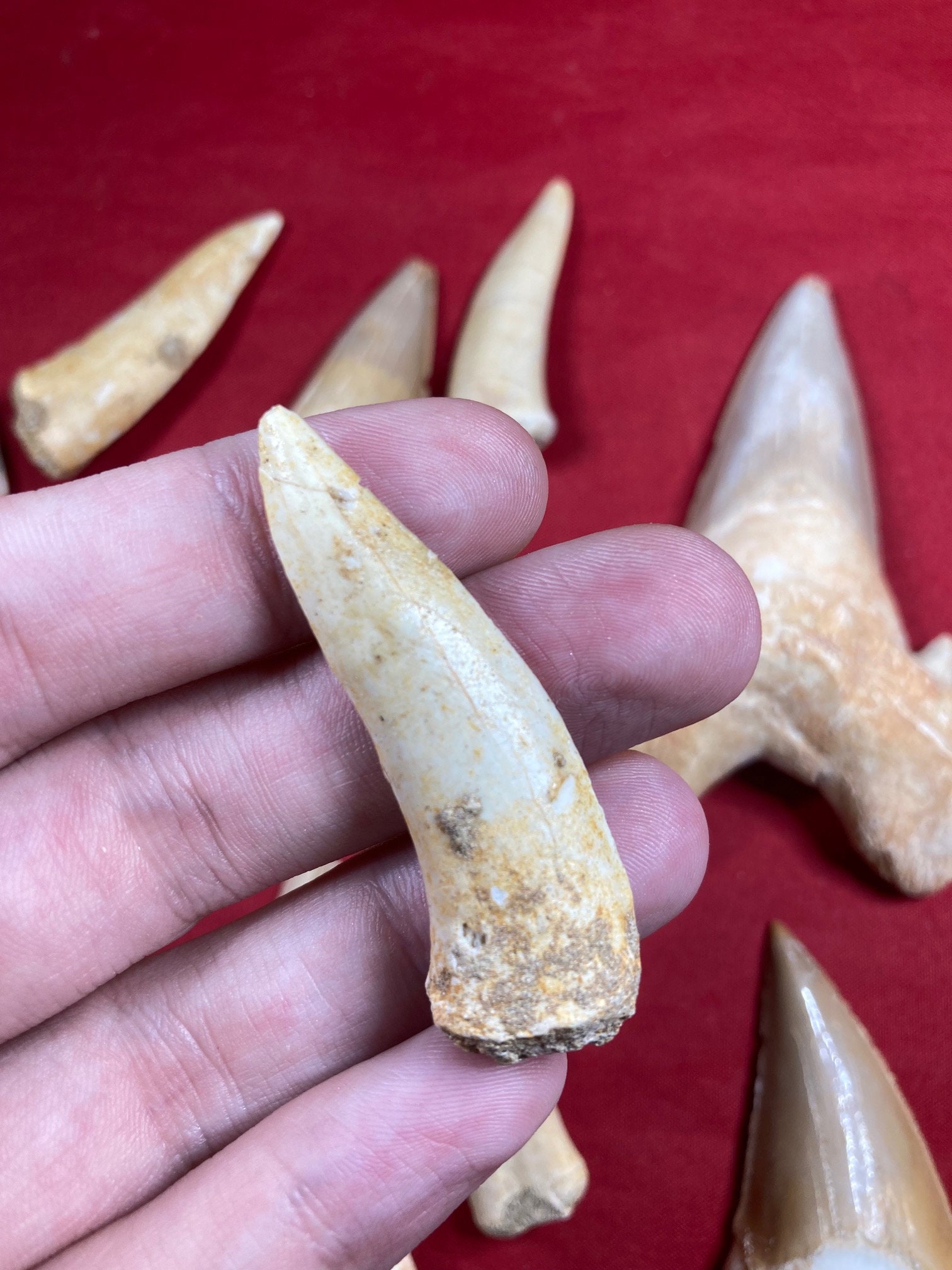 Huge Natural Petrified Shark Tooth or Plesiosaur Tooth Best Quality ...