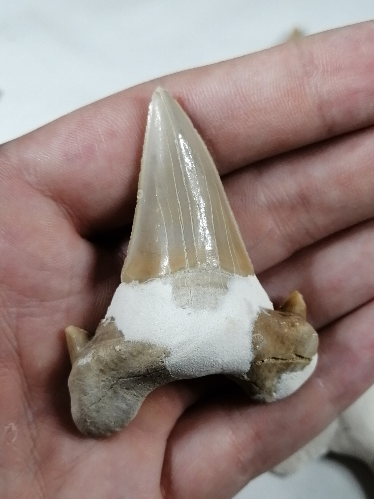 Petrified Shark Tooth With Approx. 7 Cm, Morocco Otodus Obliquus ...