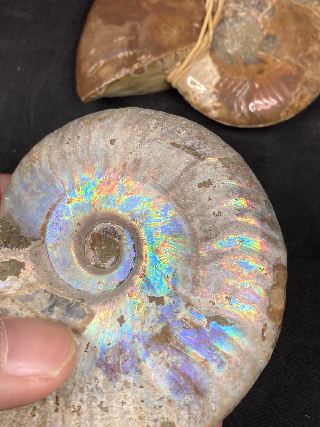 Ammonite, Strongly Opalescent on Both Sides, Best Quality Ammolite ...