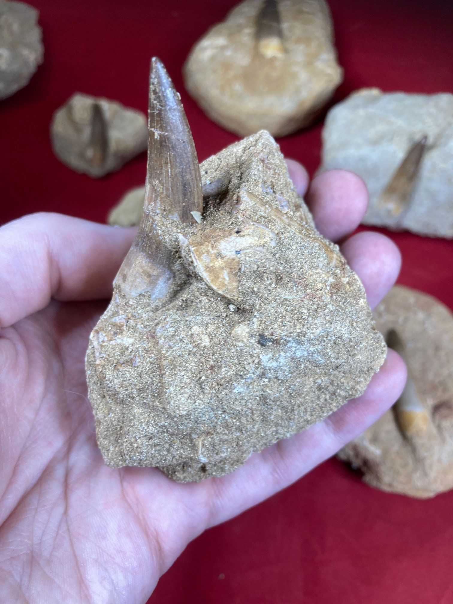 Spinosaurus Tooth in Matrix Dinosaur Dino Saurian Decoration Gift ...