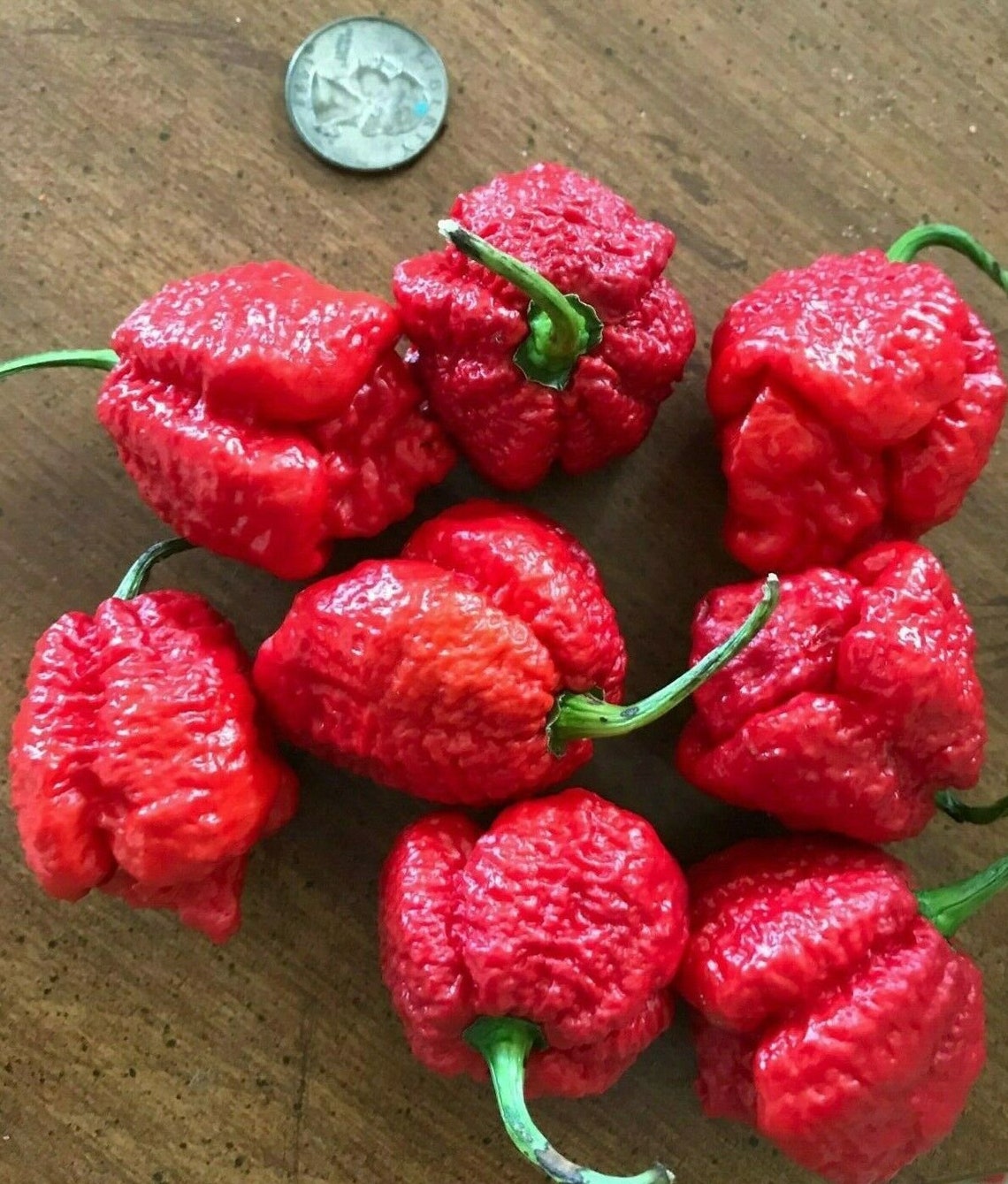 Apocalypse Scorpion Red Chili Lot of 3 Super Hot Pepper Live | Etsy