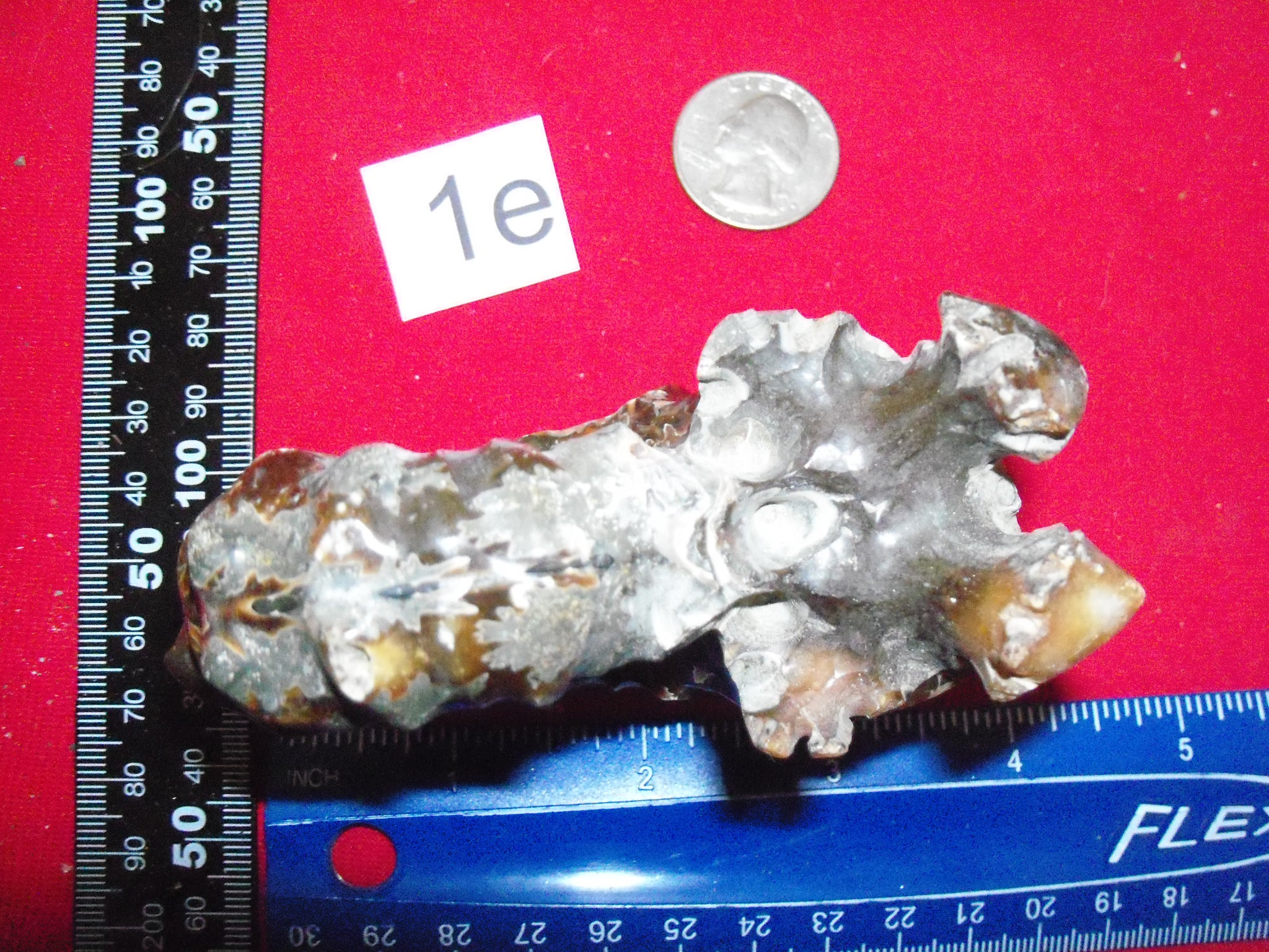 1 Real Rare Polished Goat Horn Fossil Ammonite. Pick Your - Etsy