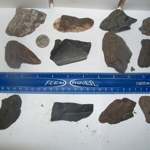 10 Fossils per Lot. Megalodon Tooth, Orthoceras, Shark Teeth, Dino ...