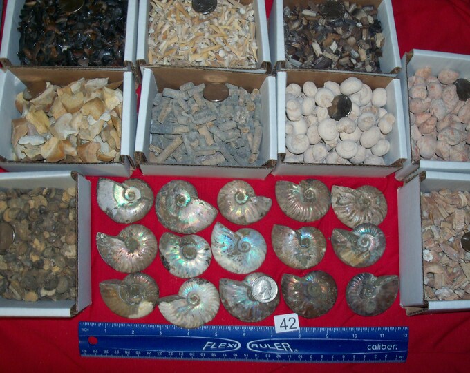 100 Fossils per Lot. Large Ammonite, Shark Teeth, Dino Tooth, Croinoid ...