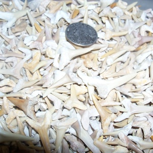 50 Fossils per Lot. A Plus Shark Teeth, Sea Urchin, Crinoid Stem ...