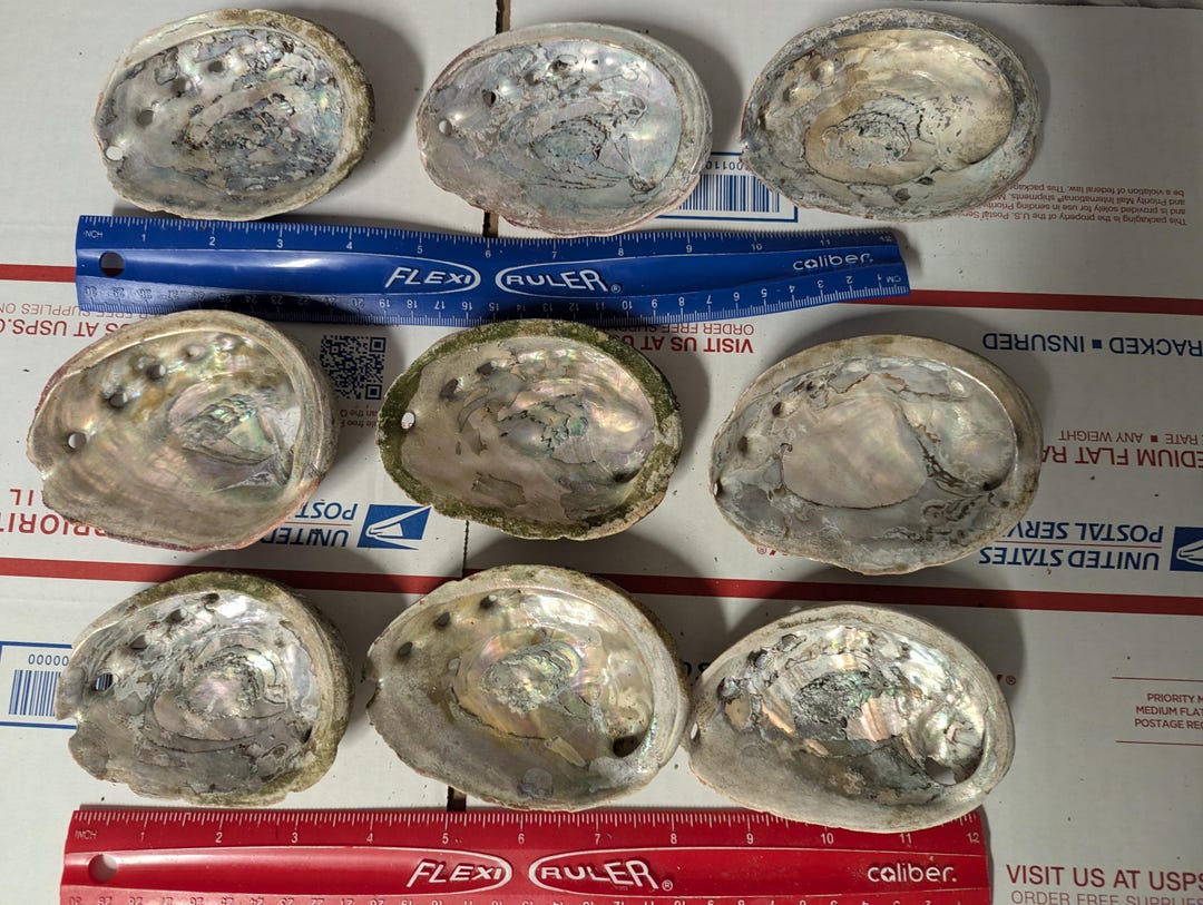 Abalone Shell . 4 to 4.5 Inches Wide B Grade Abalone. Farm Raised in ...