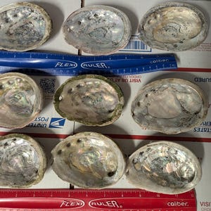 Abalone Shell . 4 to 4.5 Inches Wide B Grade Abalone. Farm Raised in ...
