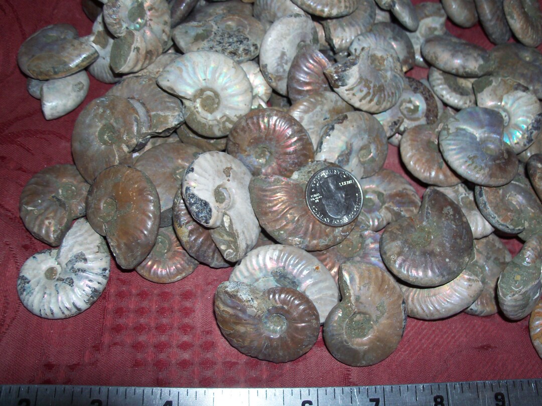 1 Real Polished Iridescent Rainbow Fossil Ammonite per Lot - Etsy