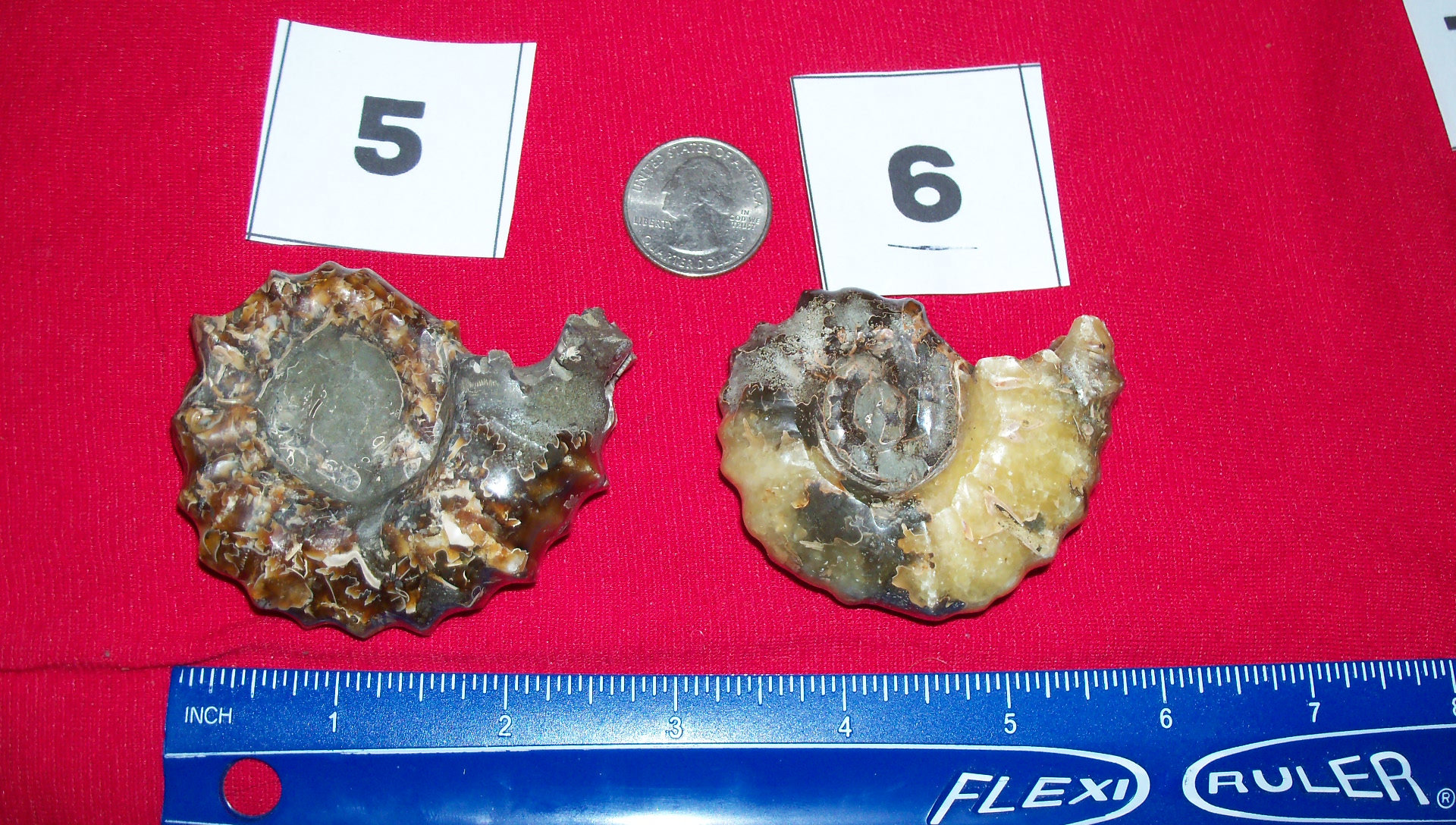 Rare Polished Goat Horn Fossil Ammonite. Pick Your Choice. .20 - Etsy