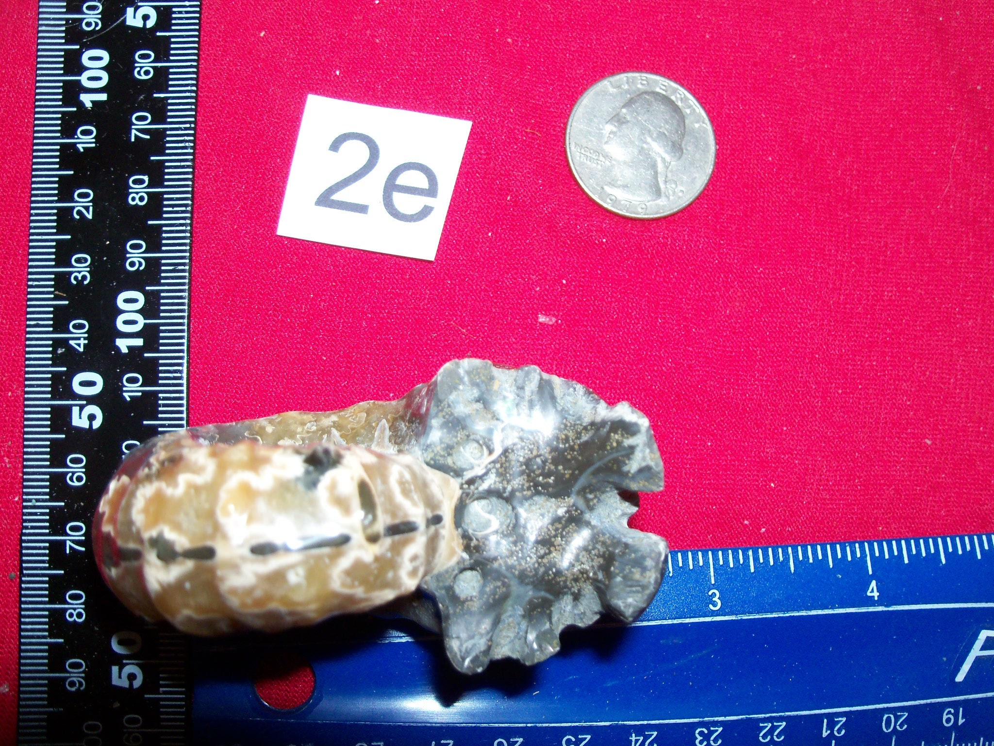 1 Real Rare Polished Goat Horn Fossil Ammonite. Pick Your - Etsy