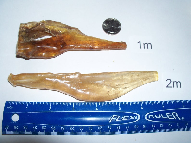 1 Real Amber With Insect Insects Bugs or Plant Life. Pick Your - Etsy