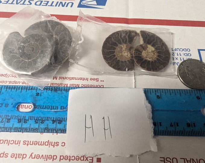 Ammonite Fossil Matching Pair Polished Fossils Slices. Two Fossils per ...