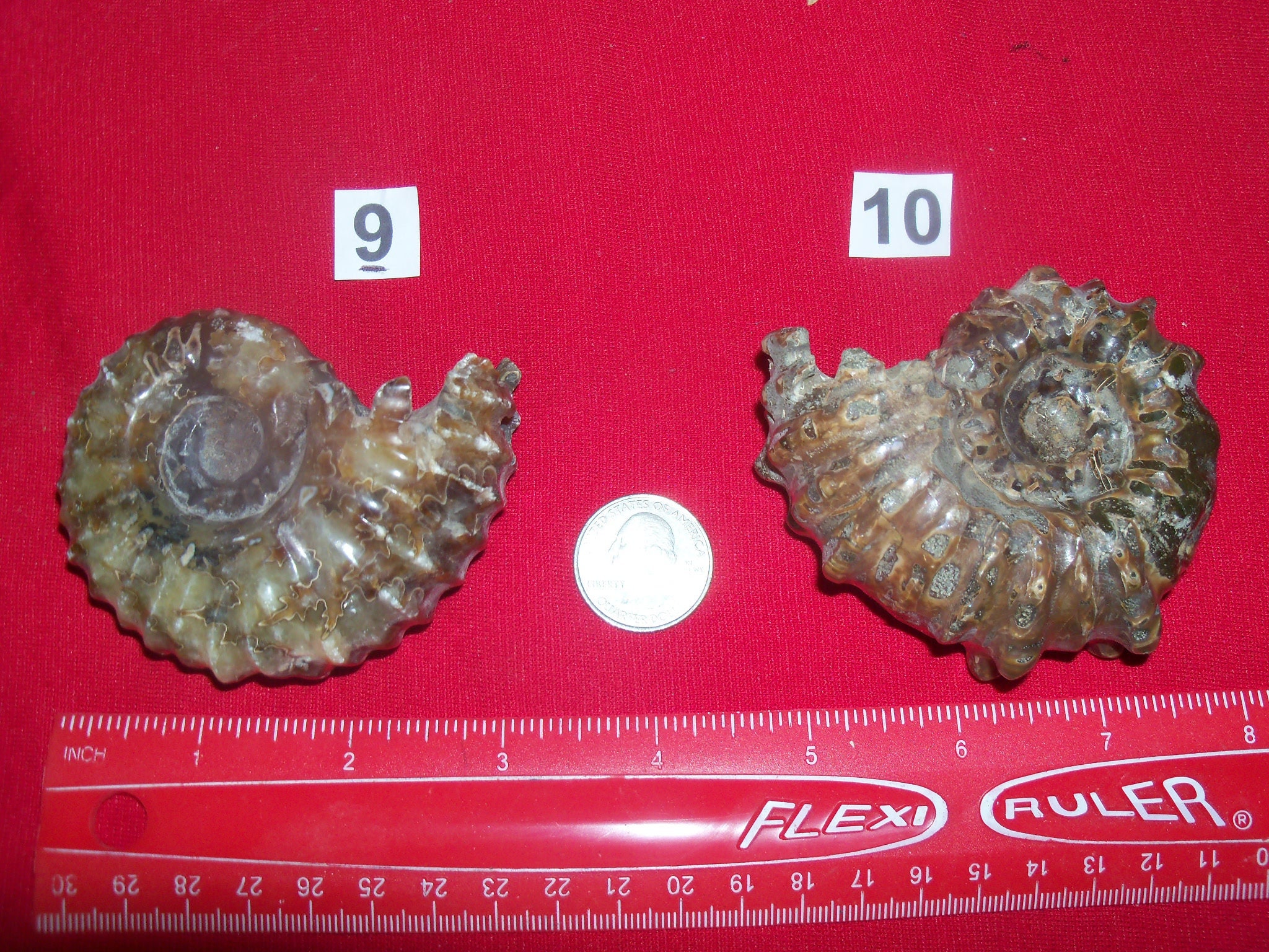 Fossil Ammonite Rare Polished Goat Horn. Pick Your Choice. .40 to .50 ...