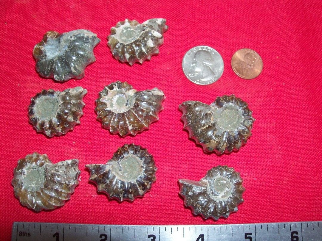 1 Real Rare Polished Goat Horn Fossil Ammonite per Lot - Etsy