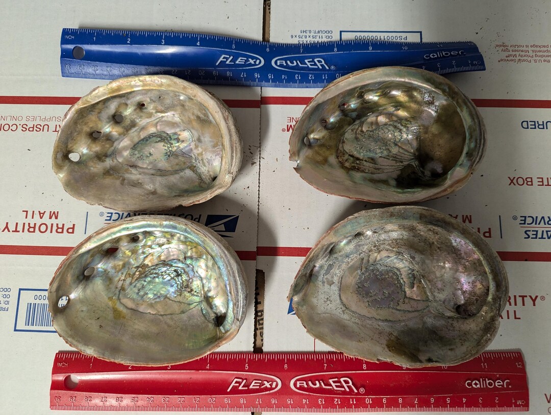 Abalone Shell Large 5 Inches Wide B Grade Abalone. Farm Raised in ...