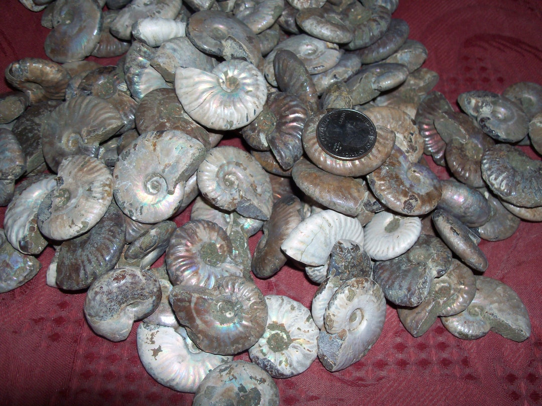1 Real Polished Iridescent Rainbow Fossil Ammonite per Lot - Etsy