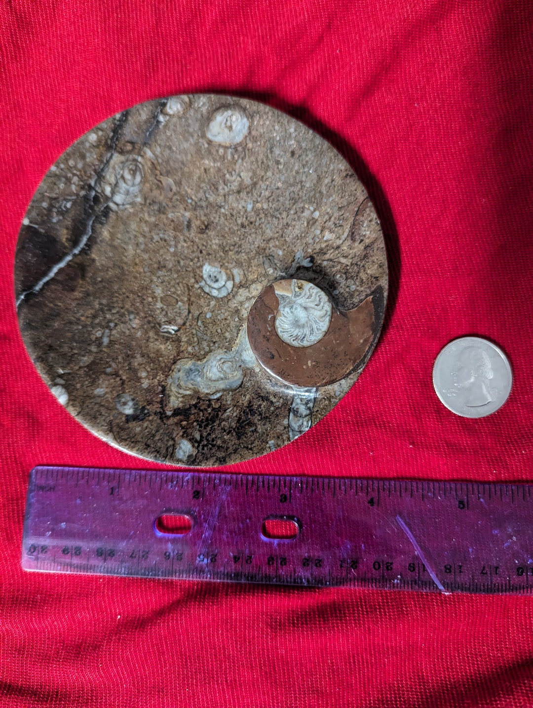 Fossil Ammonite Orthoceras in Matrix Bowl Plate Polished. 4 Inches. - Etsy