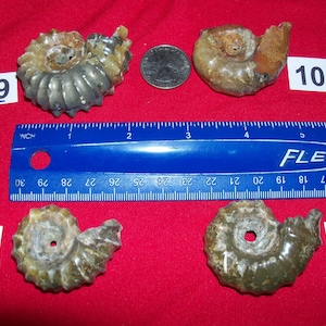 1 Real Rare Polished Goat Horn Fossil Ammonite. Pick Your Choice. - Etsy