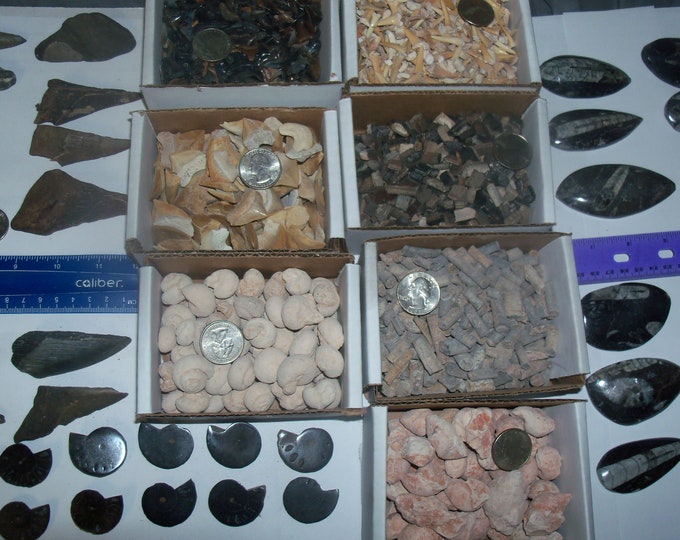 10 Fossils per Lot. Megalodon Tooth Orthoceras Slice Black Ammonite ...