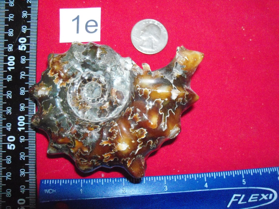 1 Real Rare Polished Goat Horn Fossil Ammonite. Pick Your Choice. - Etsy