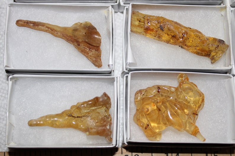 1 Real Amber With Insects Bugs per Lot - Etsy