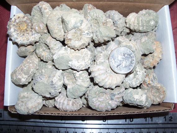 1 Real Rare Goat Horn Fossil Ammonite per Lot - Etsy