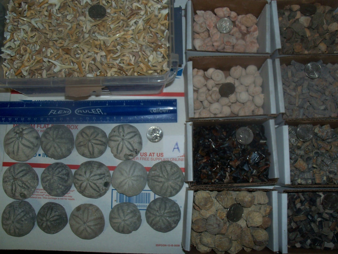 100 Fossils per Lot. A Plus Shark Teeth, Sea Urchin, Crinoid Stem ...