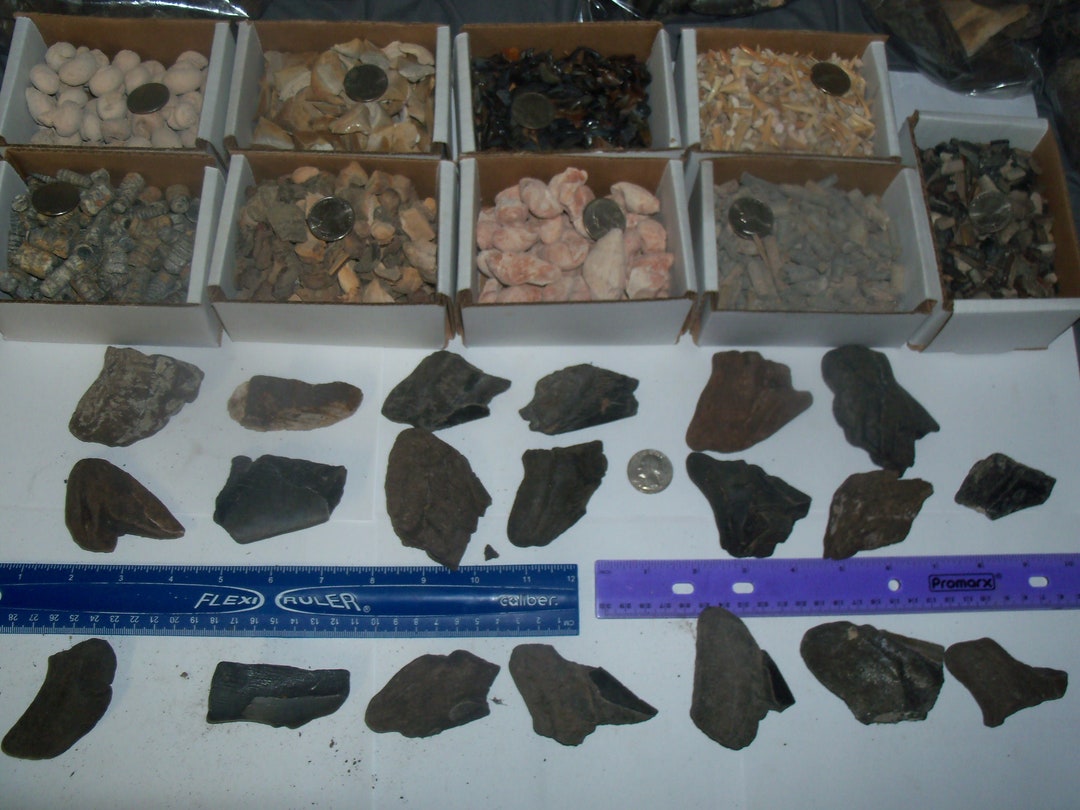 10 Fossils per Lot. Megalodon Tooth, Orthoceras, Shark Teeth, Dino ...