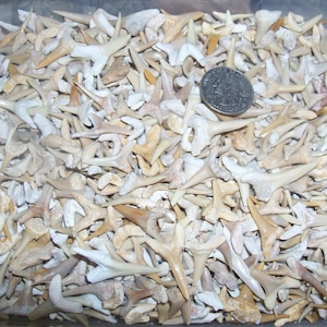 50 Fossils per Lot. A Plus Shark Teeth, Sea Urchin, Crinoid Stem ...