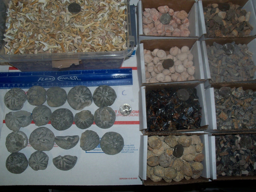 50 Fossils per Lot. A Plus Shark Teeth, Sea Urchin, Crinoid Stem ...