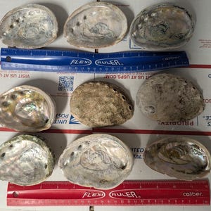 Abalone Shell . 4 to 4.5 Inches Wide B Grade Abalone. Farm Raised in ...