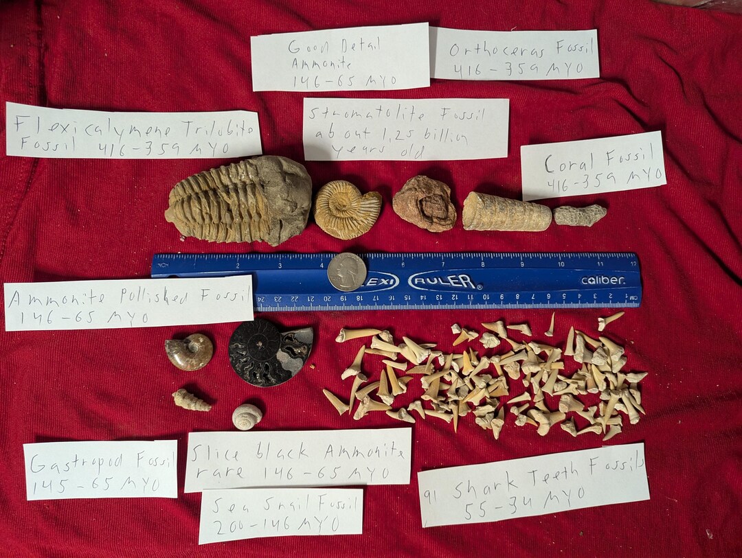 100 Fossils per Lot. 91 C Shark Teeth, Large Trilobite Slice Ammonite ...
