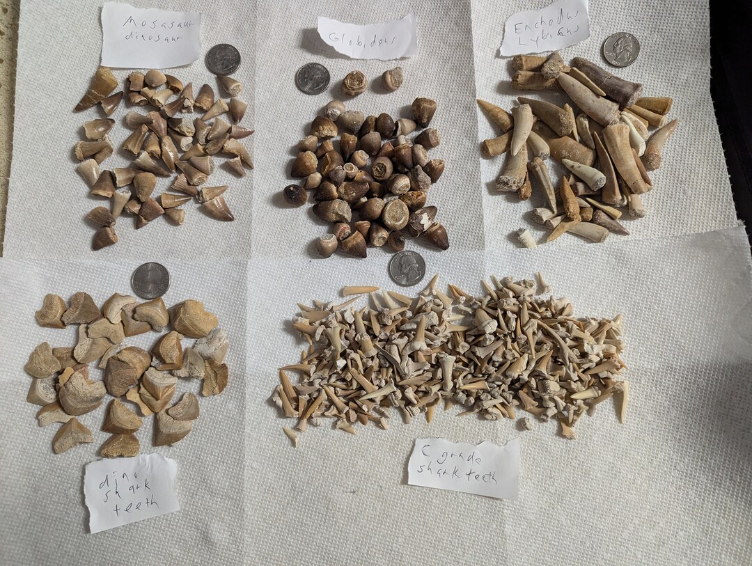 100 Fossil Teeth. 1 Globidens, 1 Mosasaur Dinosaur Tooth, 1 Enchodus ...