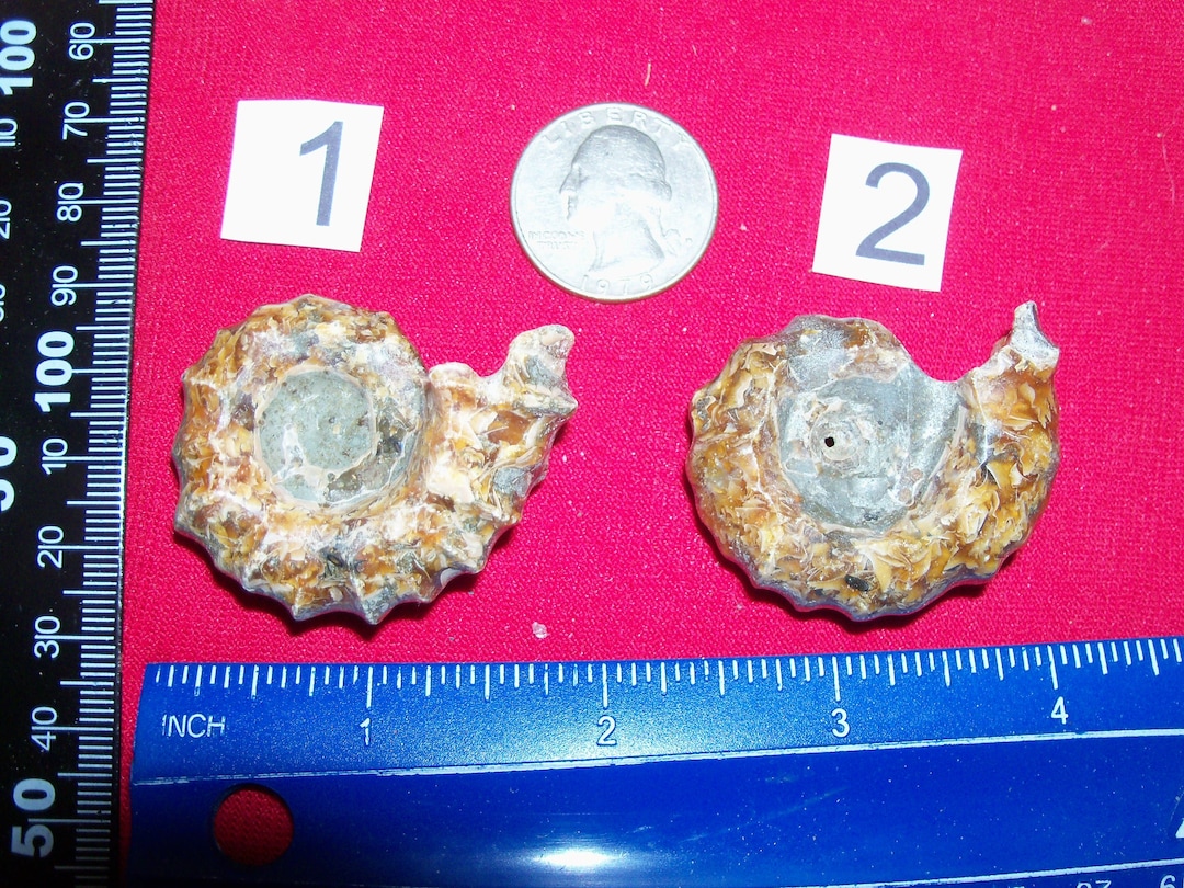 1 Real Rare Polished Goat Horn Fossil Ammonite. Pick Your Choice. - Etsy