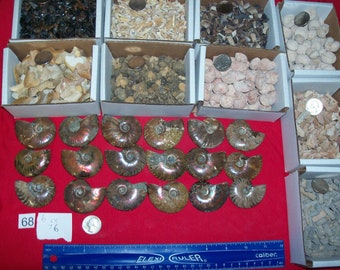 10 Fossils per Lot. Megalodon Tooth Orthoceras Slice Black Ammonite ...