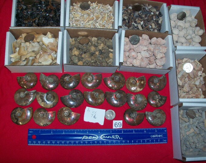 100 Fossils per Lot. Large Ammonite, Shark Teeth, Dino Tooth, Croinoid ...