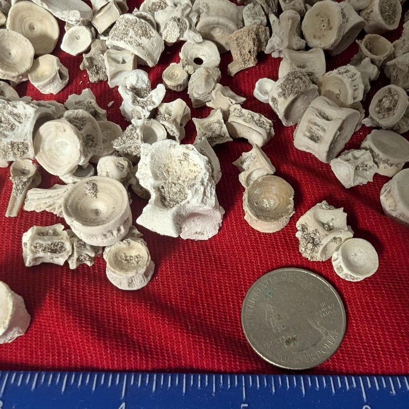 Shark Vertebrae - Etsy