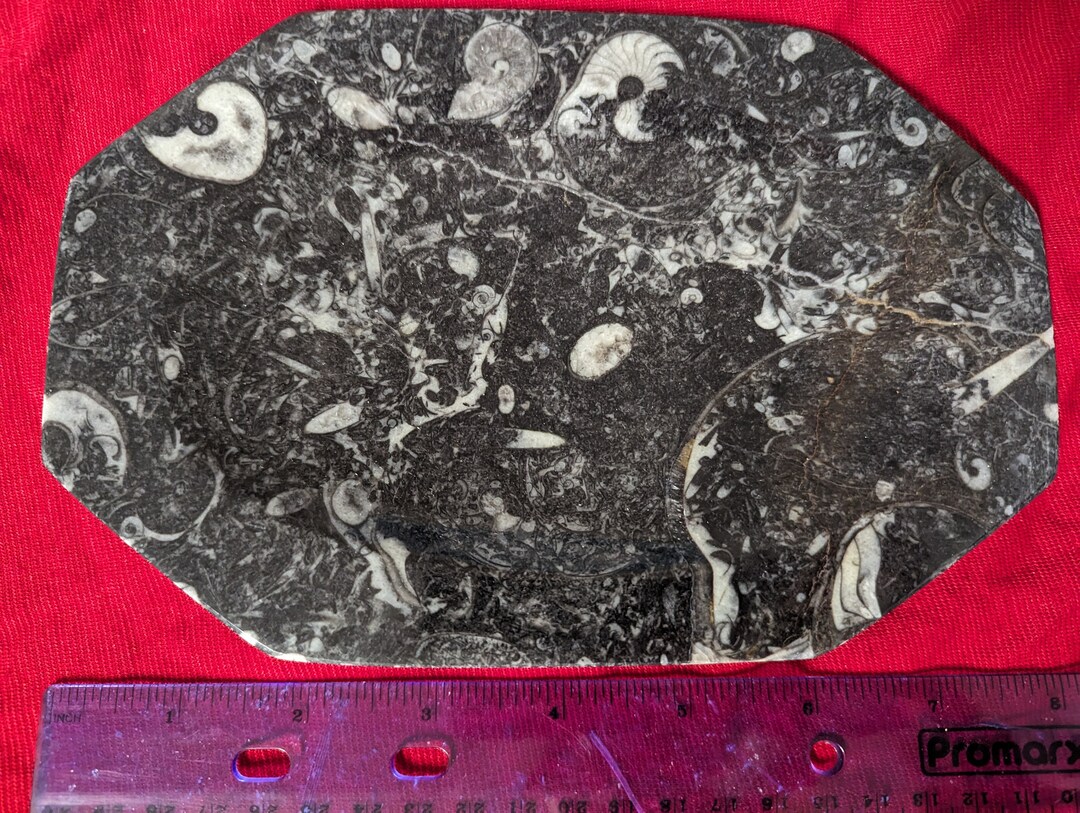 Fossil Ammonite Orthoceras in Matrix Bowl Plate Polished. 8 Inches. - Etsy