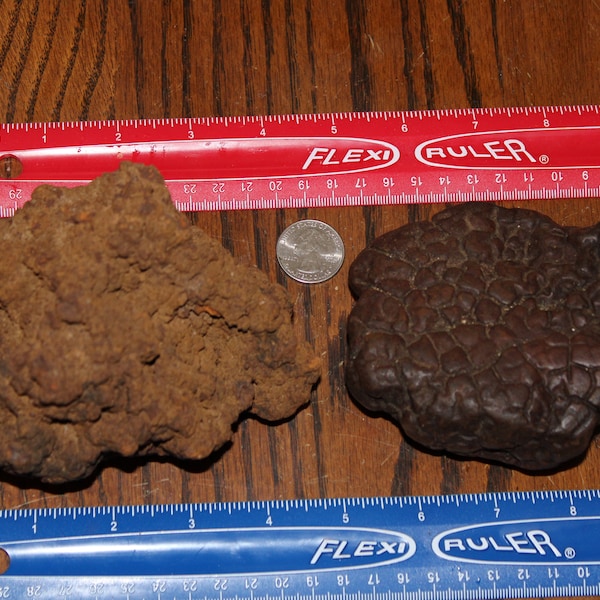 Dinosaur Poop Fossil - Etsy