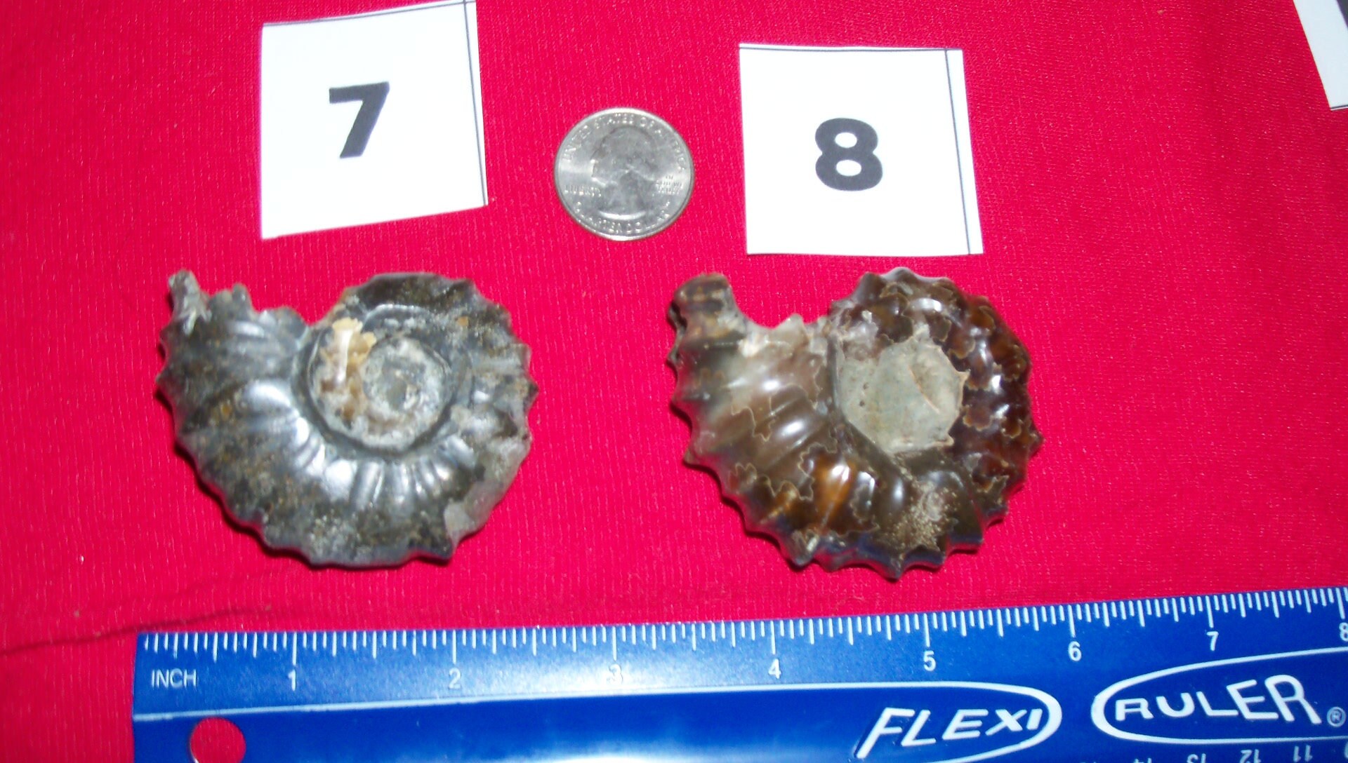 Rare Polished Goat Horn Fossil Ammonite. Pick Your Choice. .20 - Etsy