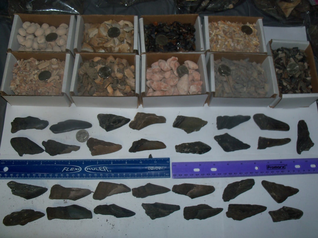 10 Fossils per Lot. Megalodon Tooth, Orthoceras, Shark Teeth, Dino ...