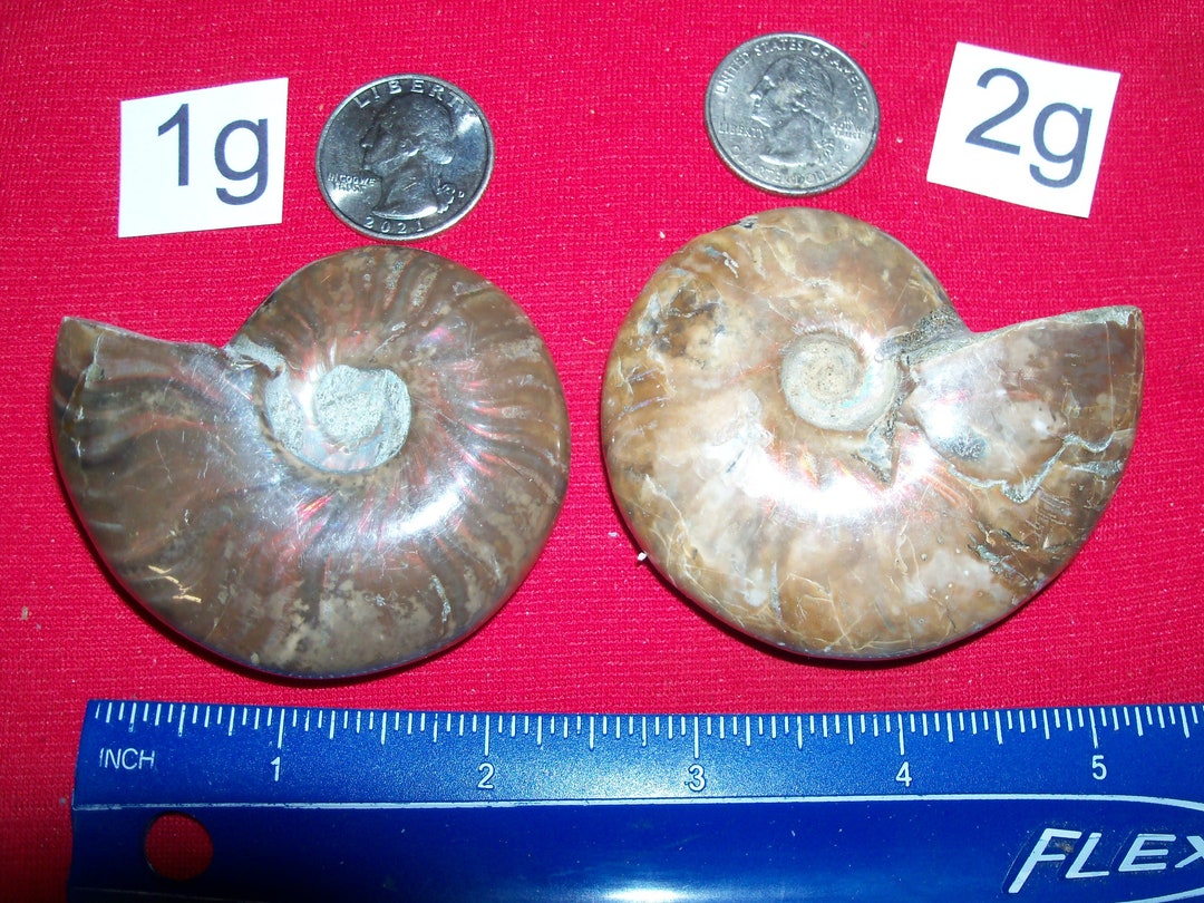 Large Polished Fossil Ammonite Rainbow Iridescent. Pick Your Choice - Etsy