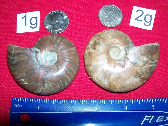 Large Polished Fossil Ammonite Rainbow Iridescent. Pick Your - Etsy