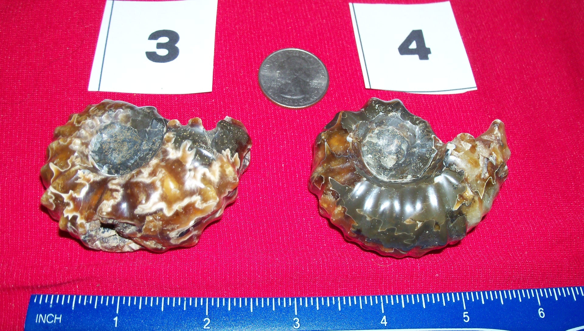 Rare Polished Goat Horn Fossil Ammonite. Pick Your Choice. .20 - Etsy