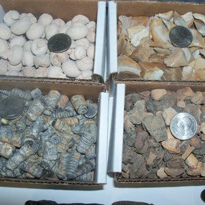10 Fossils per Lot. Megalodon Tooth, Orthoceras, Shark Teeth, Dino ...