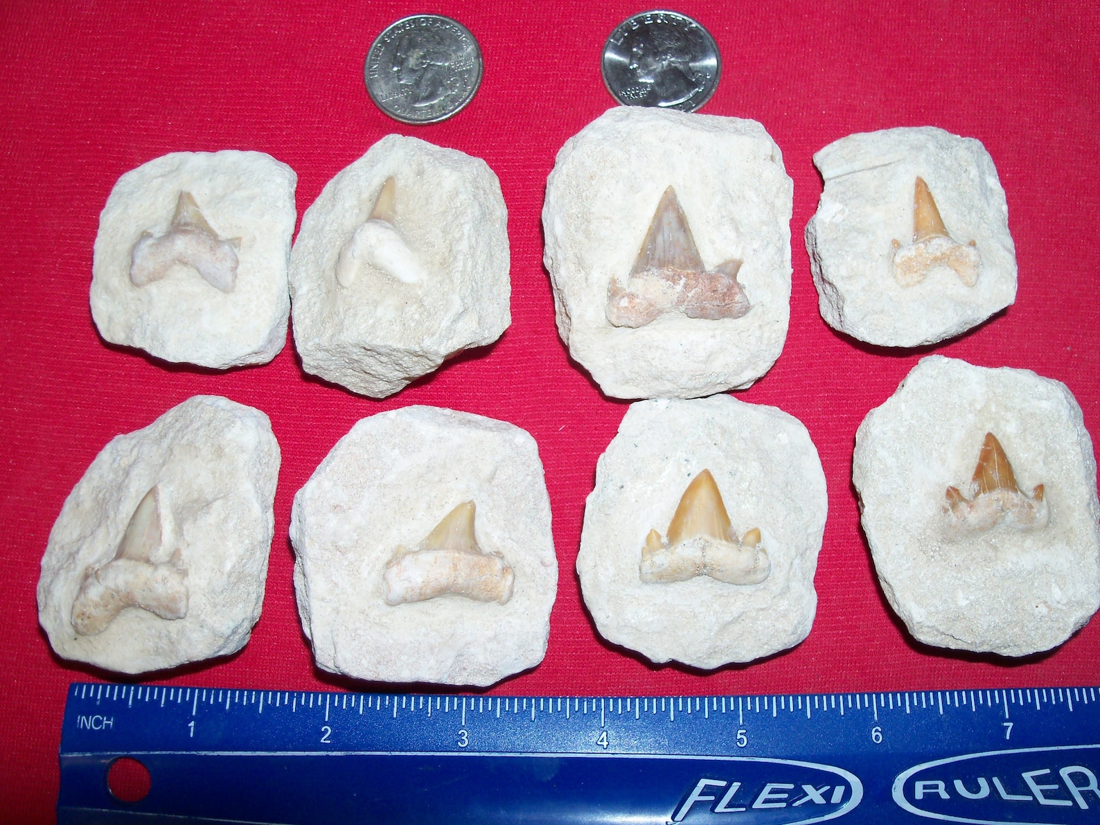 100 Fossil Shark Teeth 1 Large Fossil Otodus Shark Tooth and 1 Fossil ...